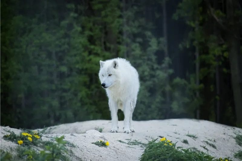 What Are the Predators of Arctic Wolves? - Polar Guidebook