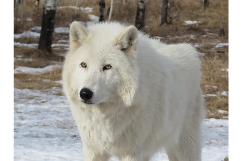 How Many Arctic Wolves Are Left? Are They Endangered? [2023] - Polar ...